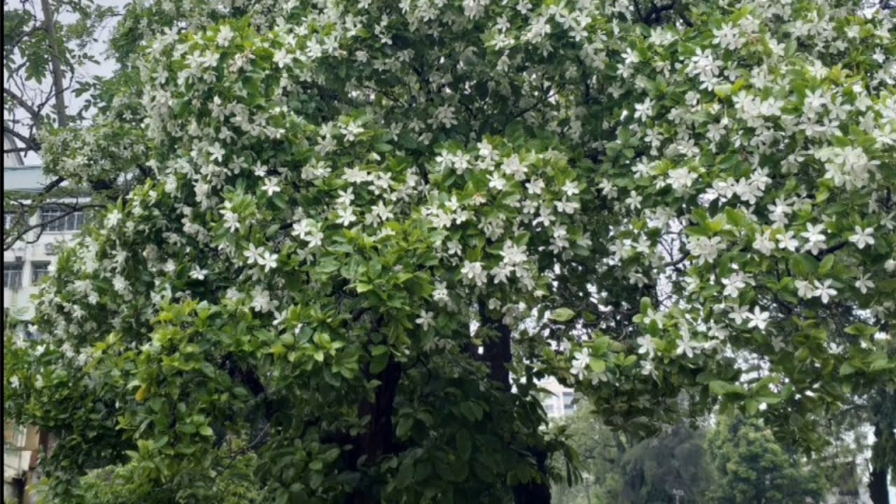 अनंत का पौधा उगाएं कटिंग से/How to Grow Anant Plant from Cutting/Full ...