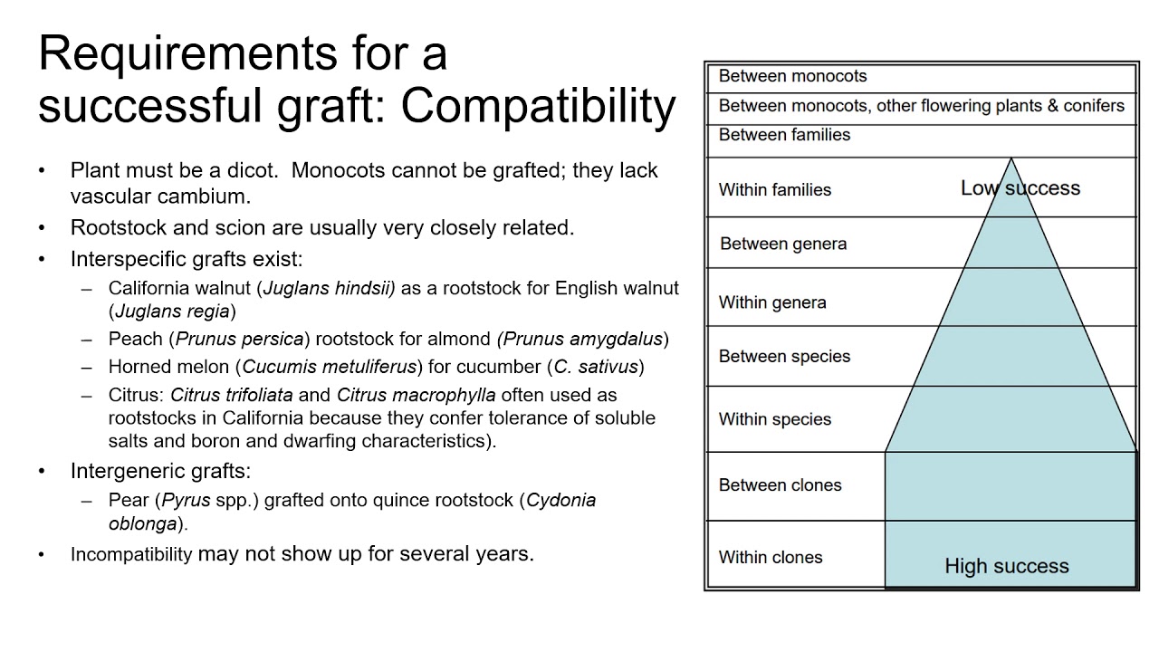 Lecture: Introduction to grafting - YouTube