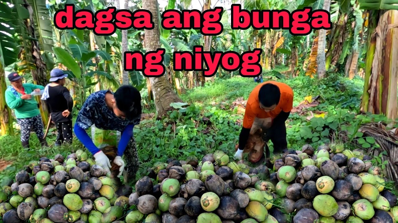 PAGKAWIT AT PAG IIPON NG MGA NIYOG SUBRANG DAMI NG BUNGA NG NIYOG ...