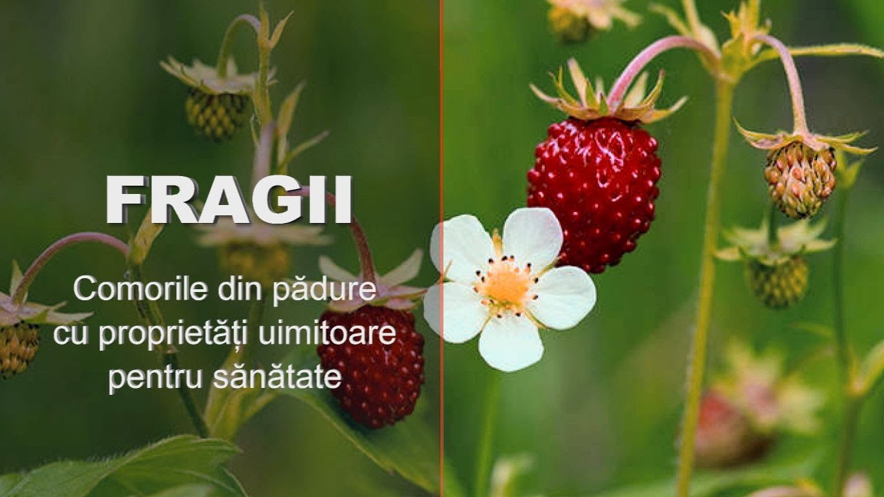 FRAGII - Comorile din padure cu proprietati uimitoare pentru sanatate ...