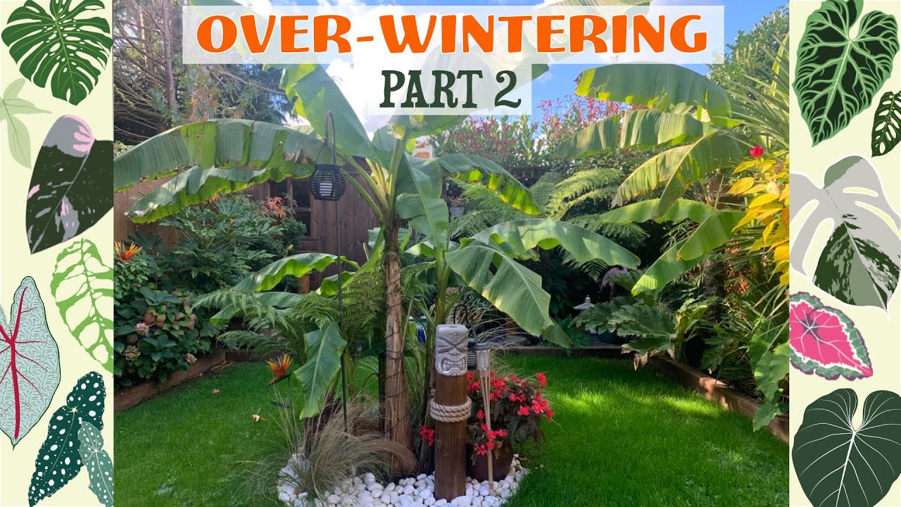 How I Over-Winter My Musa Basjoo, Cannas, Gunnera etc 🌿🌴🍁🍂🧡 - YouTube