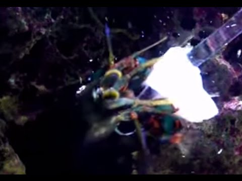 Mantis Shrimp Spear the prey! - YouTube