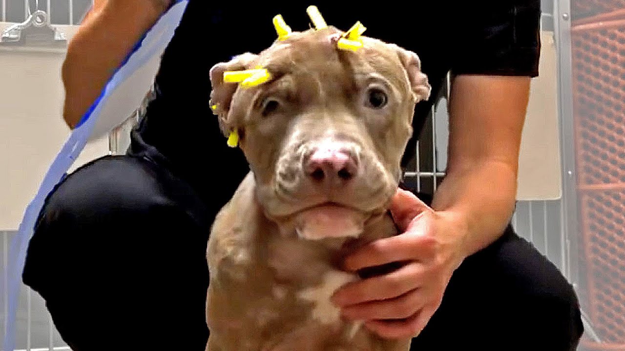 This Puppy Dog Refused To Give Up and it Took Great Courage - YouTube