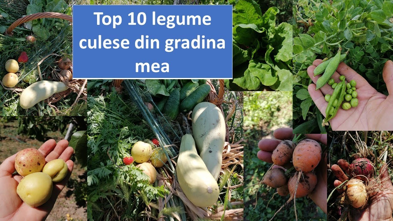 Cos legume organice culese iulie 2020/Organic vegetable basket ...
