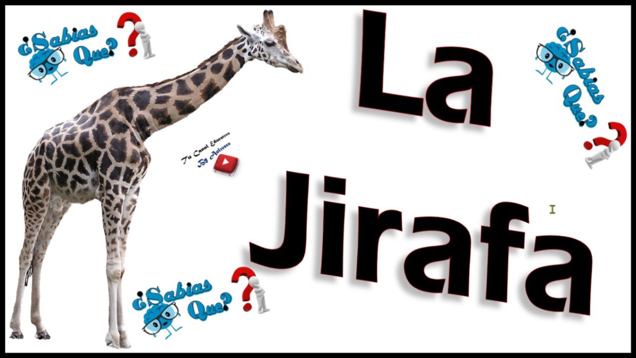 La Jirafa y algunas características que no sabías - YouTube