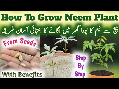 How To Grow Neem Plant From Seeds / Neem Ka Poda Ghar Me Ugane Ka ...