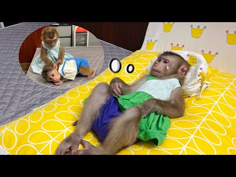 monkey Tina dreams that monkey Xuka has returned, causing her to run off to find Xuka.