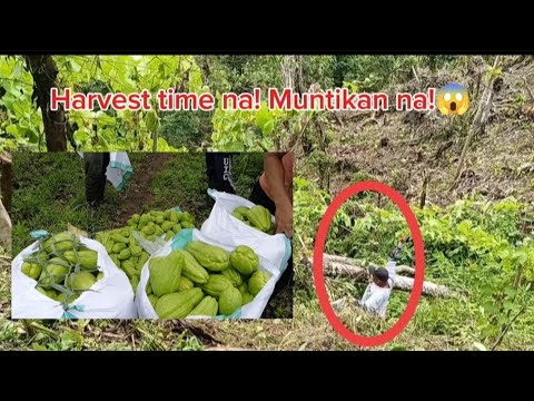 Sayote farming. May bunga at ma harvest na! - YouTube
