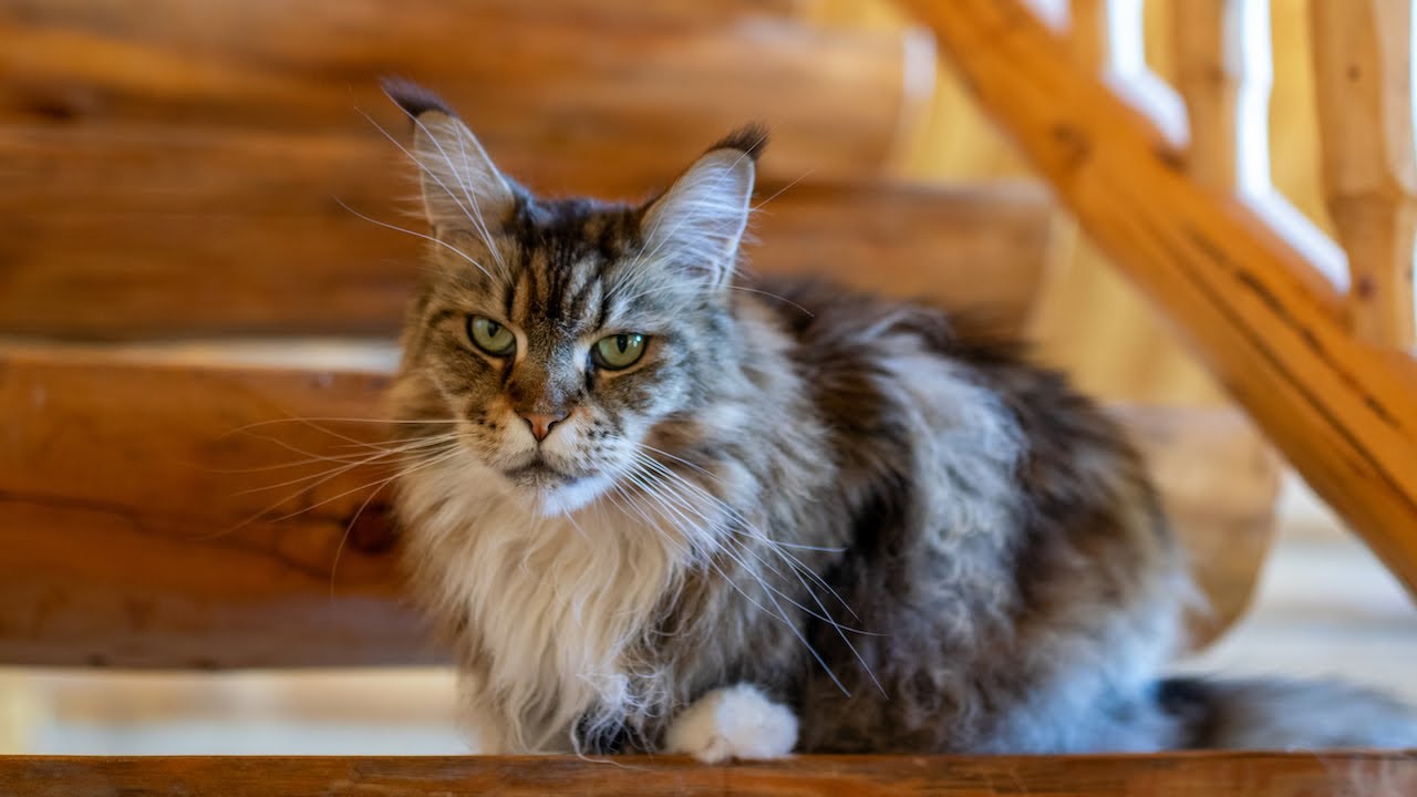Maine Coons Rent a Log Cabin - YouTube