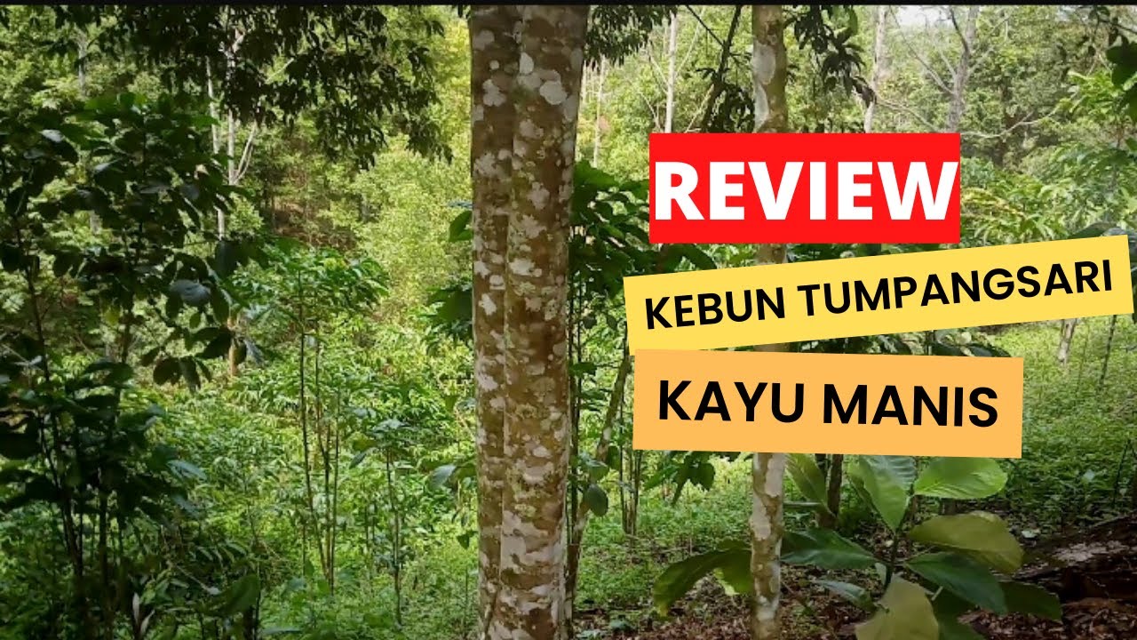 Review || Kebun tumpangsari kayu manis dan kopi - YouTube