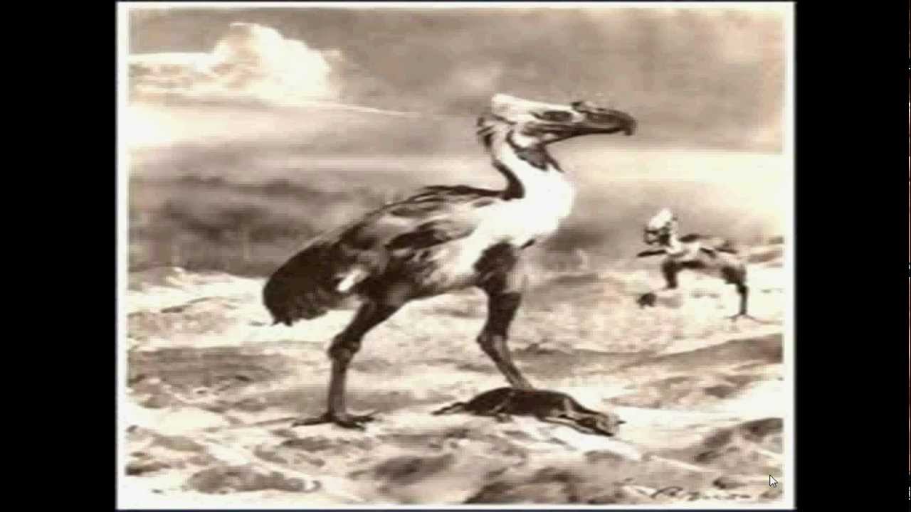 Tribute to the Phorusrhacids (Terror bird) - YouTube