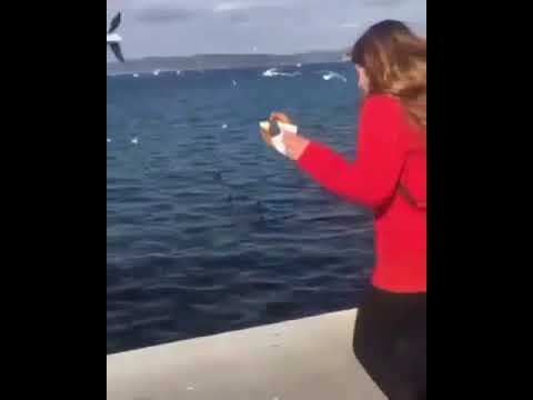 Martılara Simit Atmak İsterken Telefonunu Fırlattı