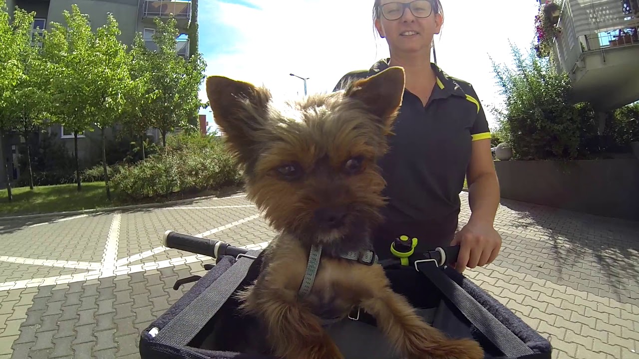 Basket for transporting dogs on a bike - Cute yorkie on a bicycle - YouTube