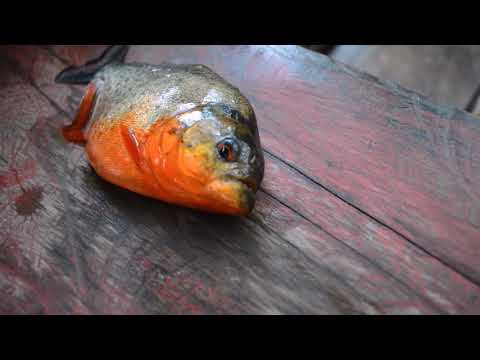 Amazonie : morsures de piranha 😲