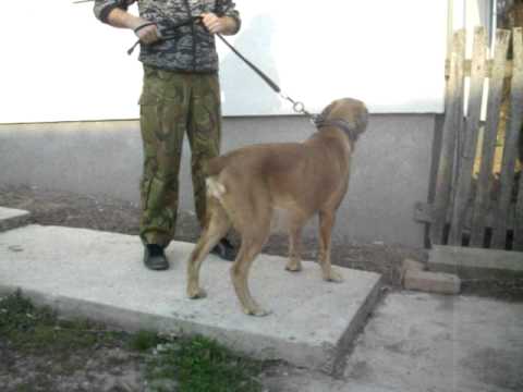 Serbian Defense Dog Volga I - YouTube