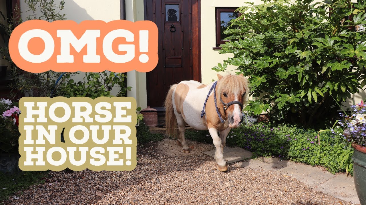 Horse in Our House! - YouTube