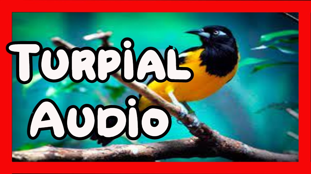 Audio para enseñar a el Turpial, Original efectivo para estimular el ...