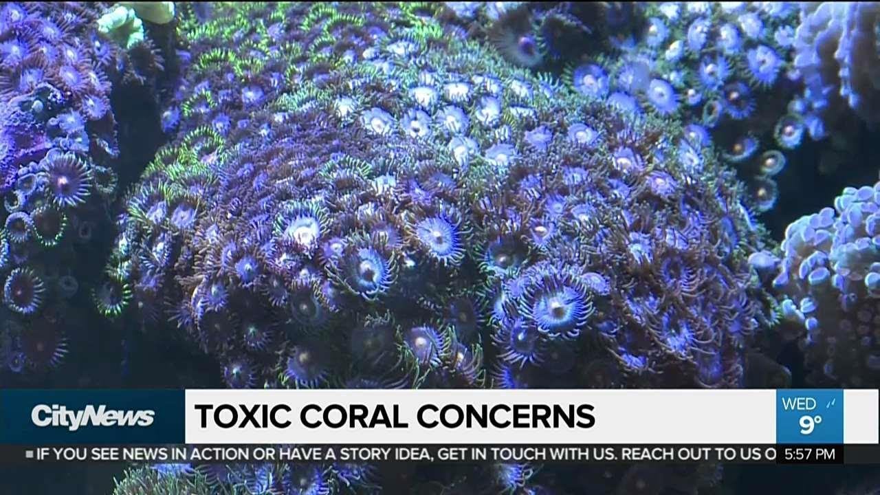 Quebec family unknowingly purchases toxic coral - YouTube