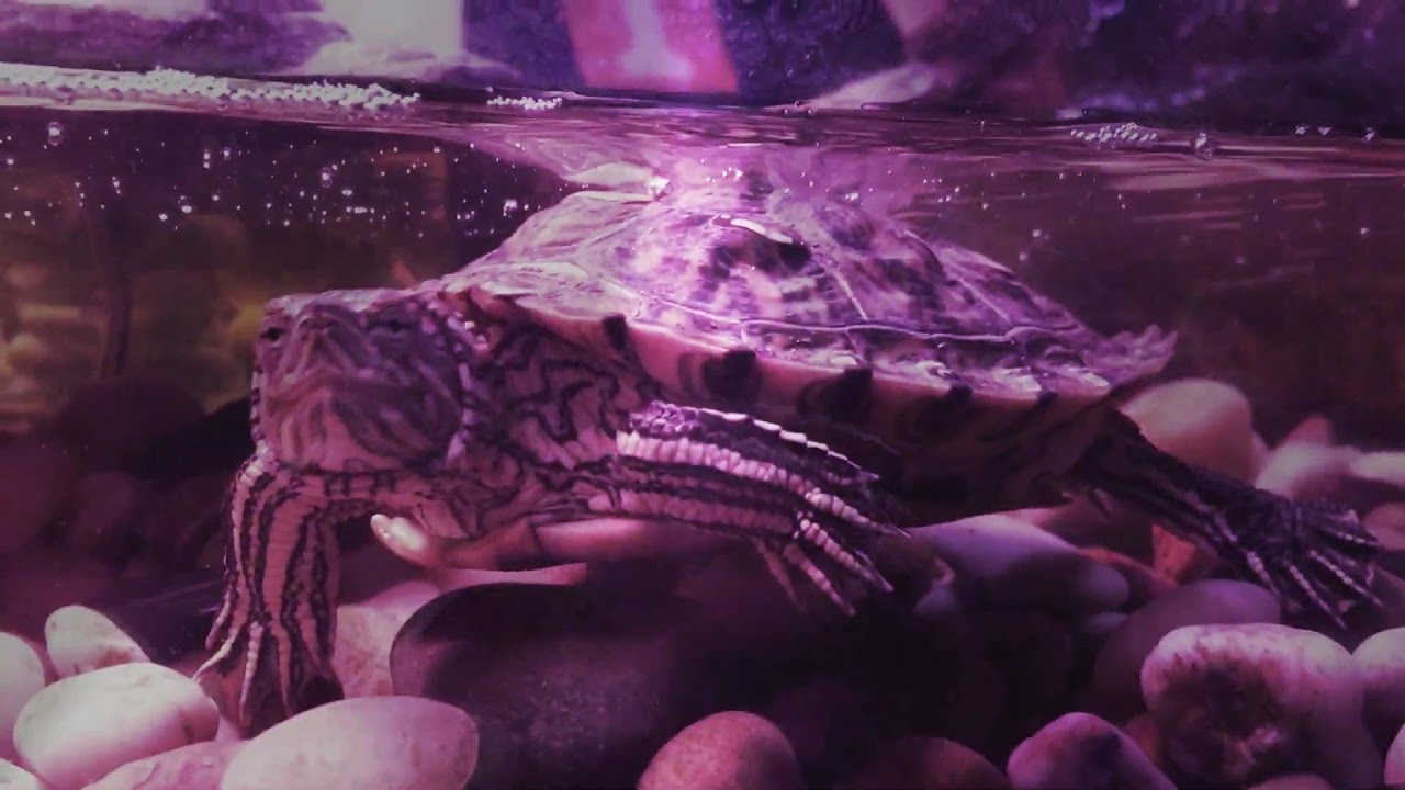 My turtle (Tony) vibing - YouTube