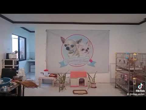 Indoor Dog Kennel Set up - house of my dogs