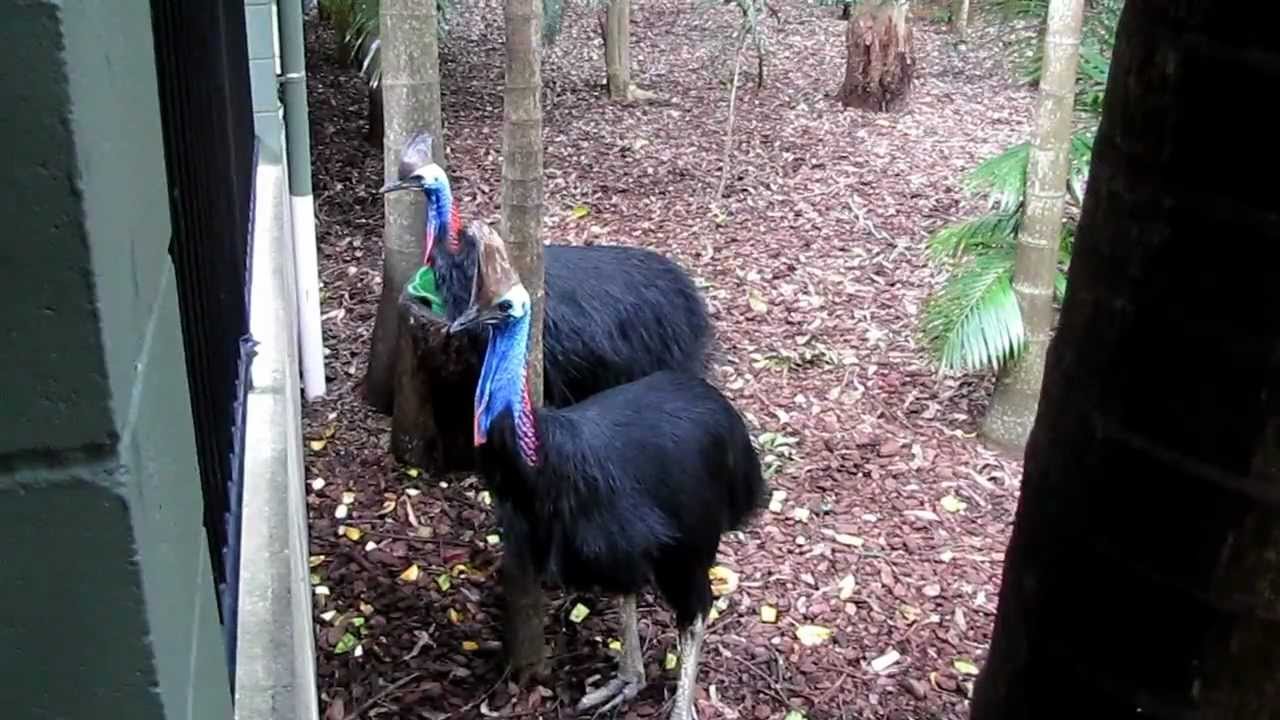 Cassowary Feeding at the Australia Zoo - YouTube