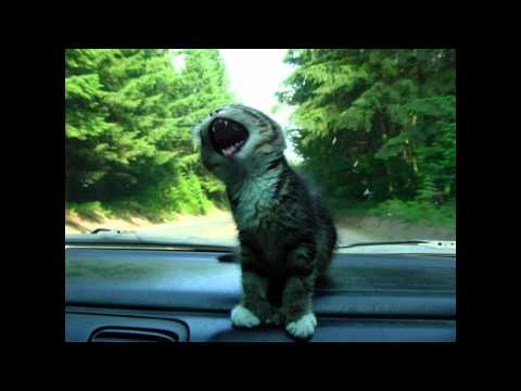 Gipsy Kings - Majiwi