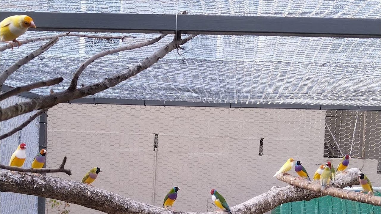 How To Build a Master Cage For Gouldian Finches #gouldian finches - YouTube