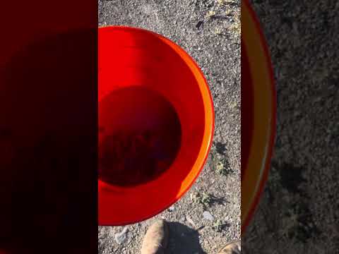 Grody old fuel from an old transfer tank - YouTube