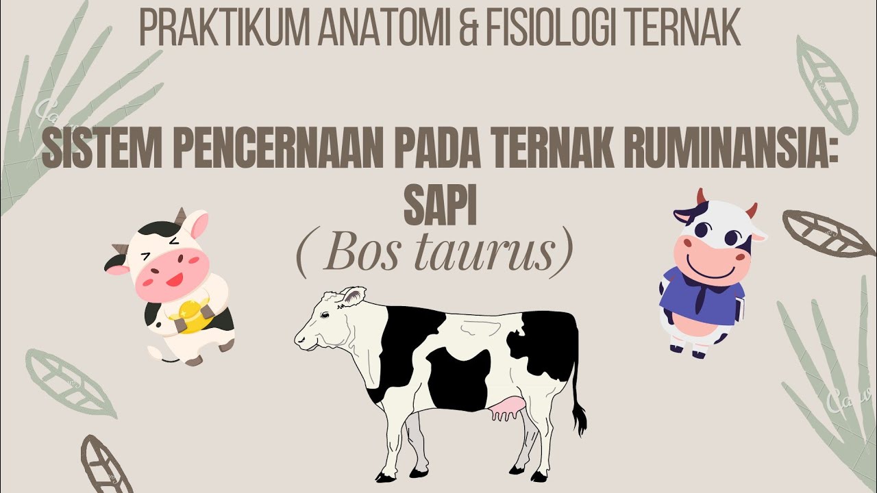 Praktikum Anatomi & Fisiologi Ternak Ruminansia - YouTube