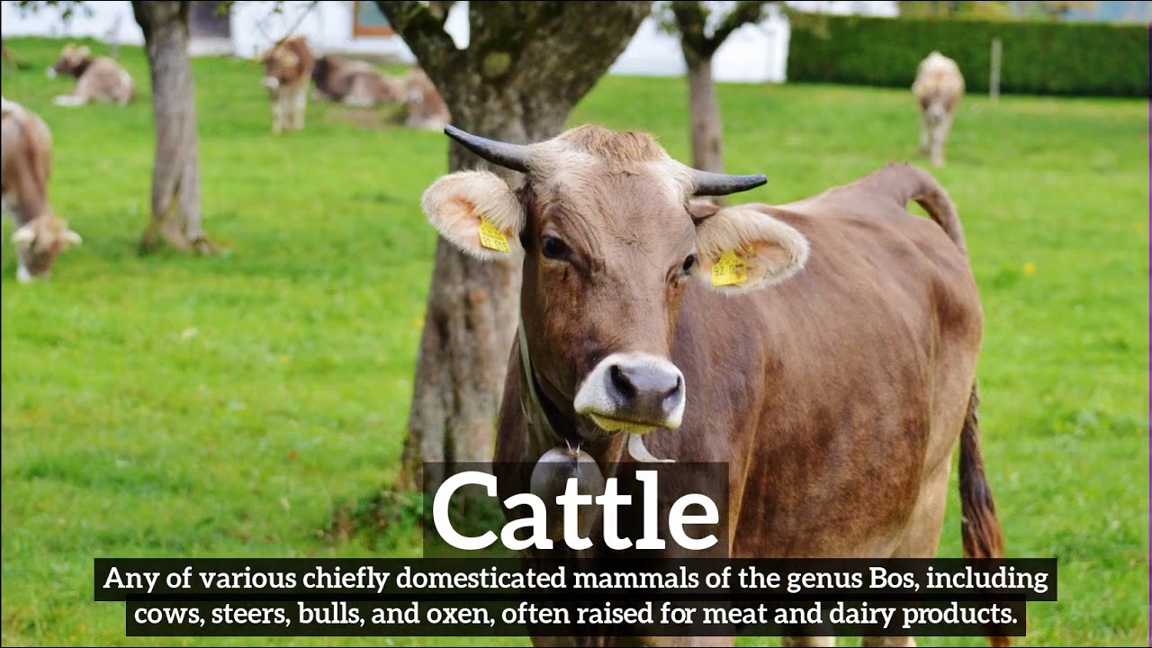 What is Cattle? | How Does Cattle Look? | How to Say Cattle in English ...