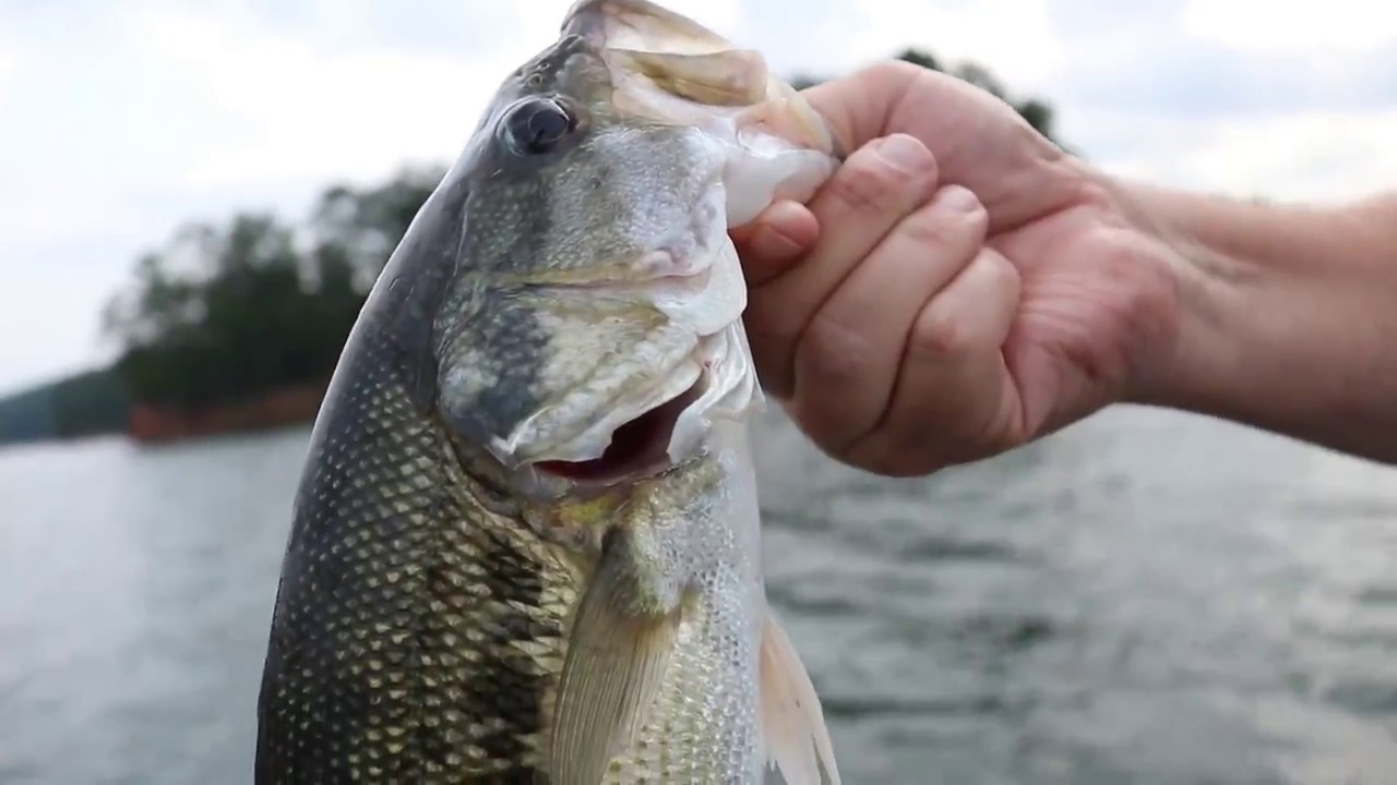 I Almost Fell In While Catching a Fish - YouTube