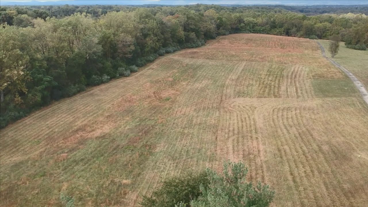 Northern Virginia Invasive plants - YouTube
