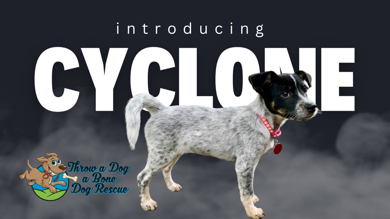 Meet Cyclone, an adoptable dog from Throw a Dog a Bone Dog Rescue - YouTube