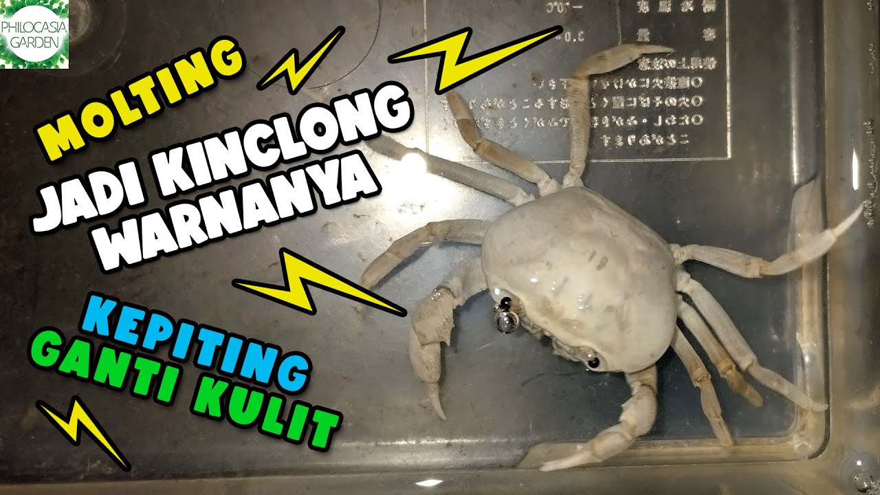 Proses kepiting ganti kulit (molting) jadi kinclong warnanya - YouTube
