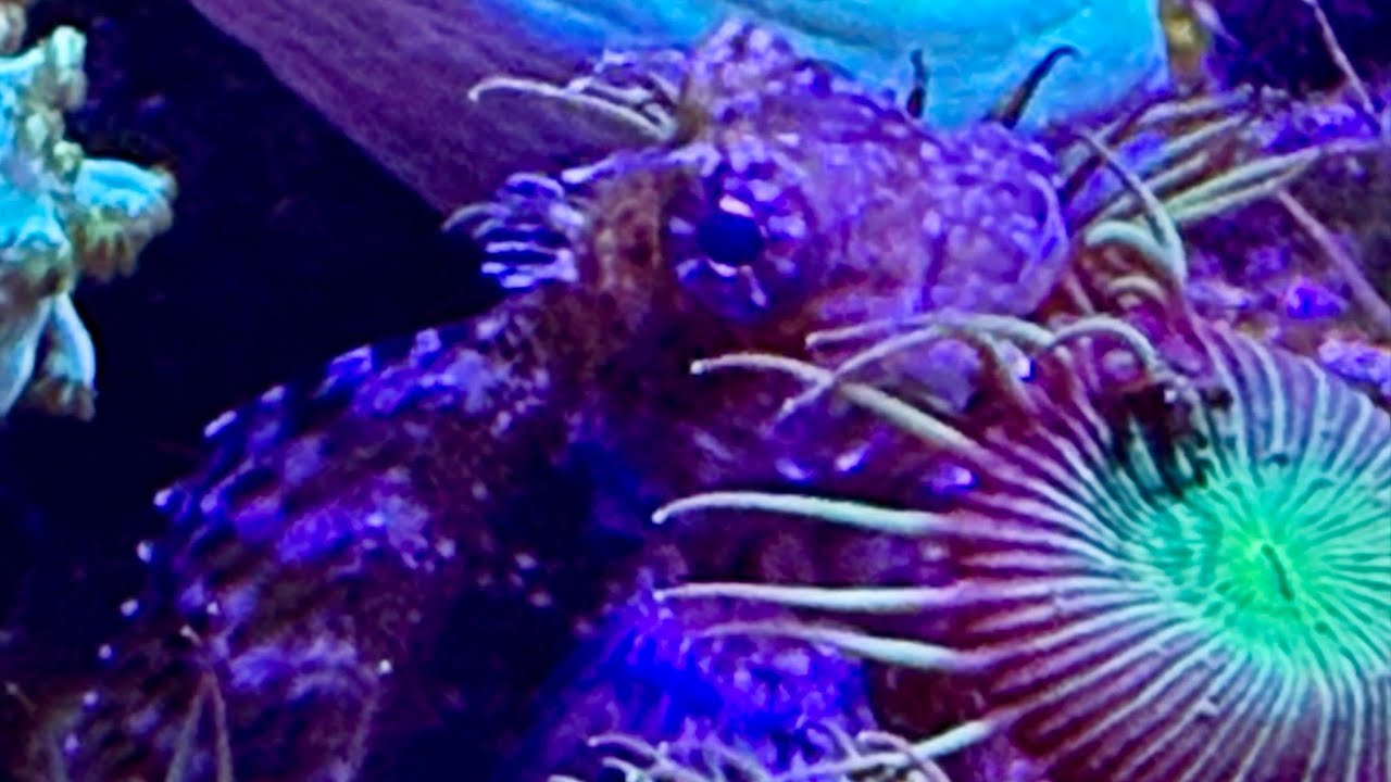 Meet all the fish in Gabriel’s Reef Tank - YouTube