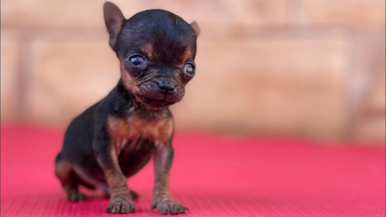 PILILIU ESTÁ DOENTE | PINSCHER FILHOTES - YouTube