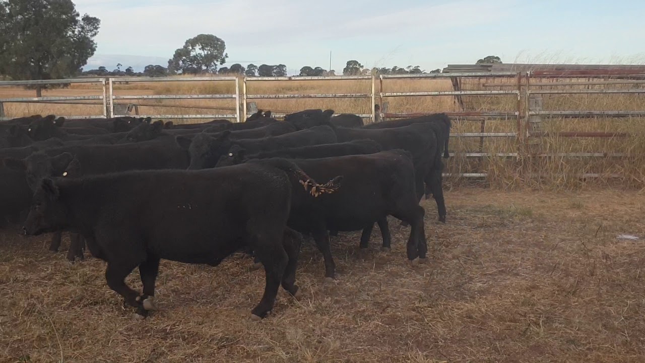 DUFF 39 ANGUS HEIFERS 1 - YouTube