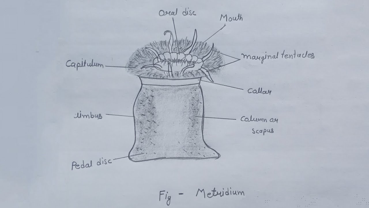 #metridium : Diagram of metridium | classification of metridium ...