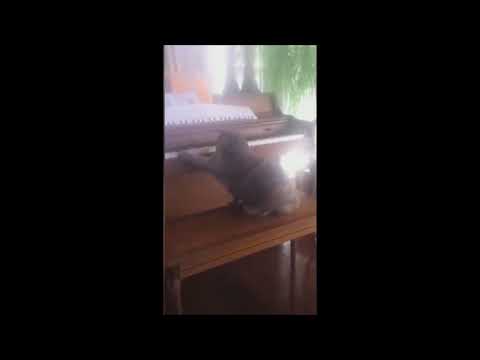 PİYANO ÇALAN KEDİ