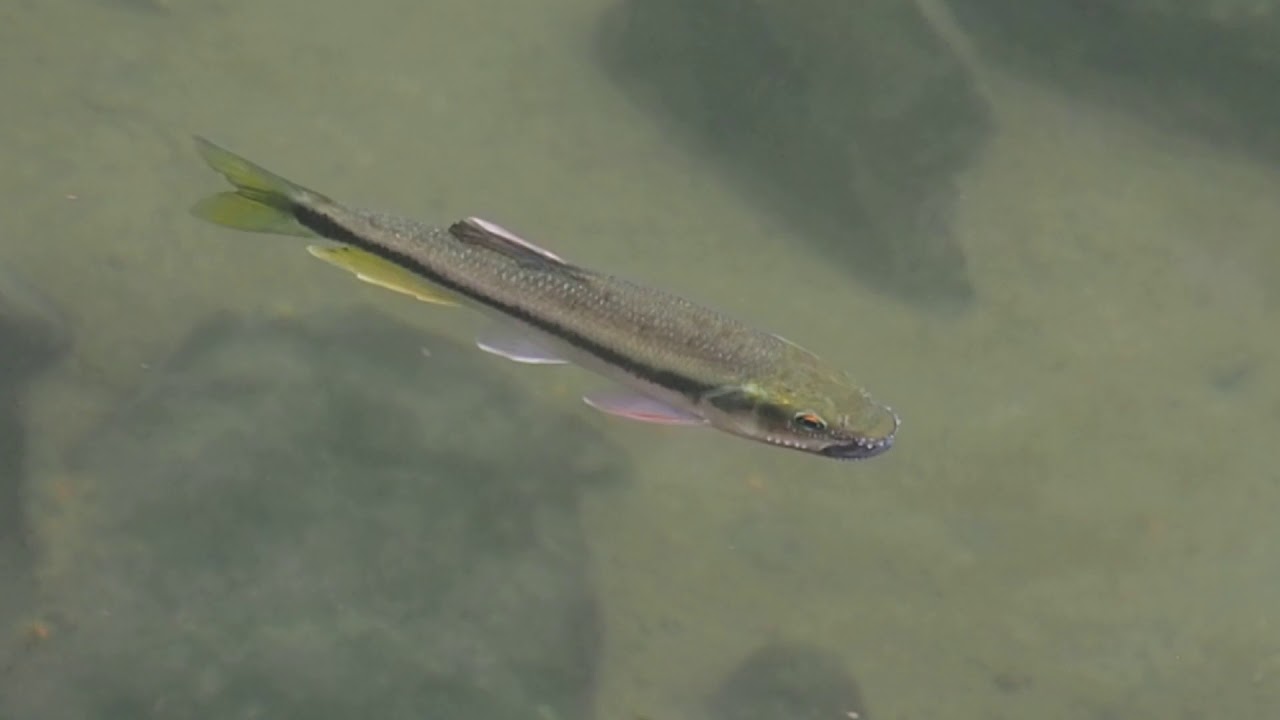 1080719坪林金瓜寮溪俗稱台灣馬口魚或一枝花的臺灣鬚鱲（Candidia barbata） - YouTube