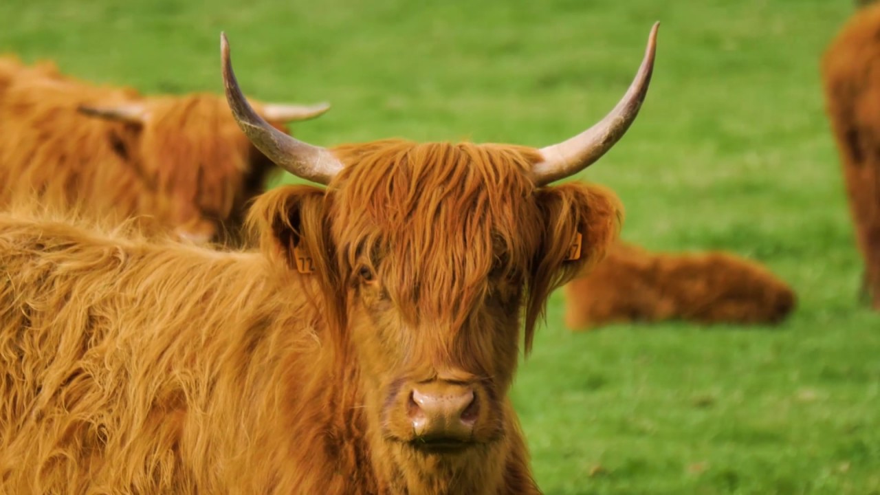 La Ferme de la Civanne - YouTube