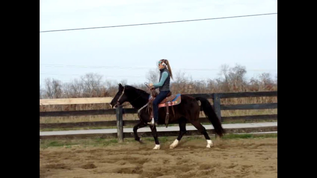 GRANNY BROKE AND BEGINNER SAFE BLACK KENTUCKY MOUNTAIN GELDING, SMOOTH, SAFE, AND GENTLE - YouTube