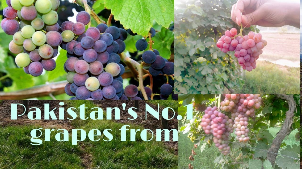 grapes | Colorful grapes form | Amazing grapes forming in Pakistan ...