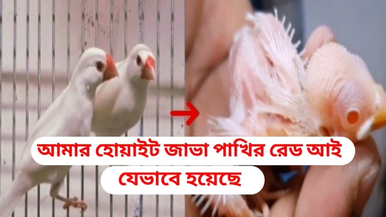 Find out how our white Java bird got its red eyes. - YouTube