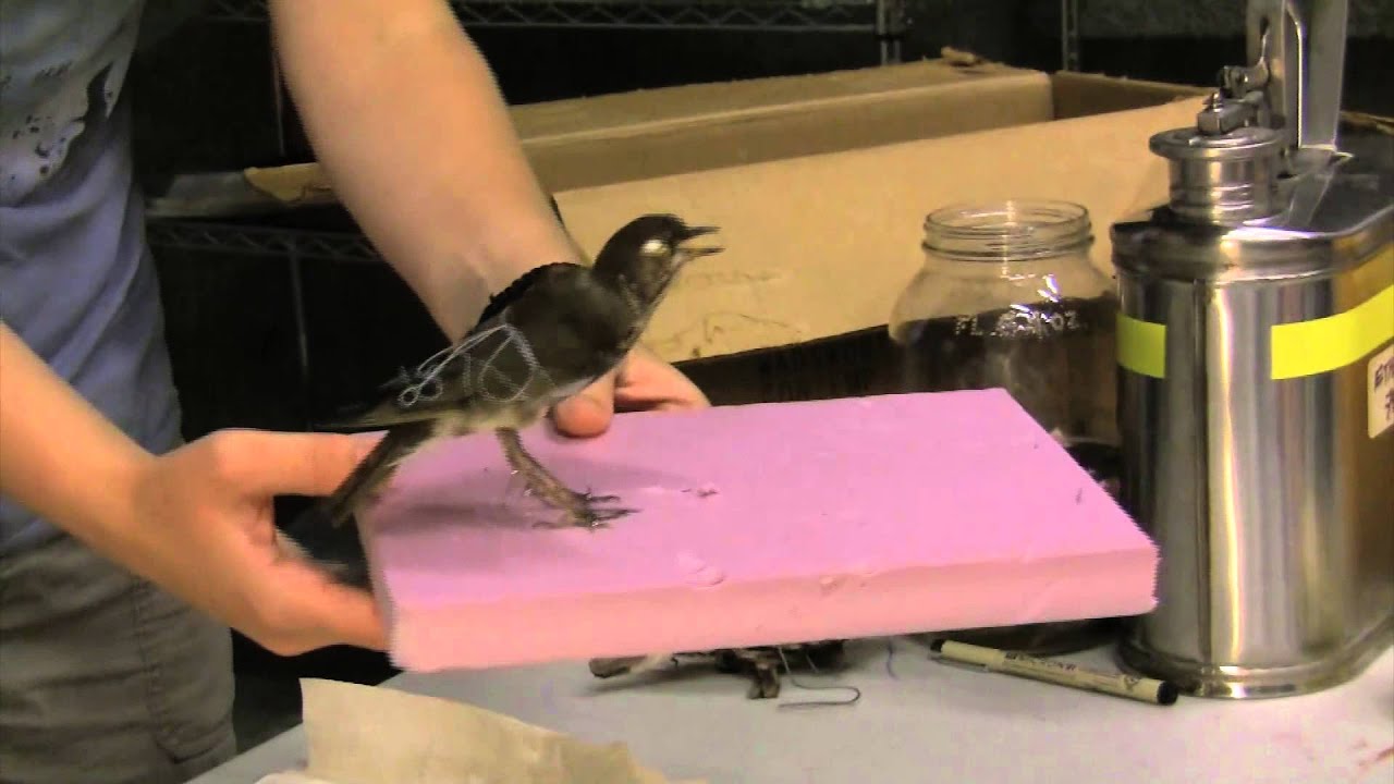 Bird Specimens 8: How to make decoy wire mounts - YouTube
