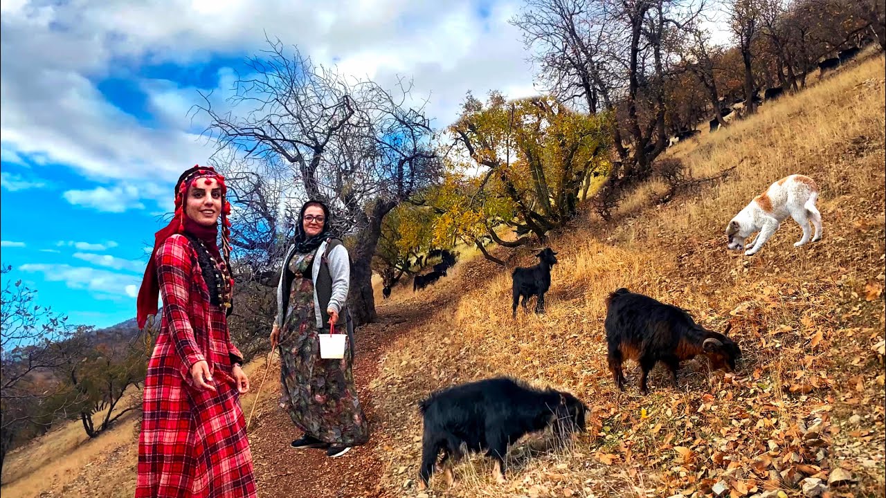 IRAN KURDISH Rural life: Making chicken in the rainy weather in the ...