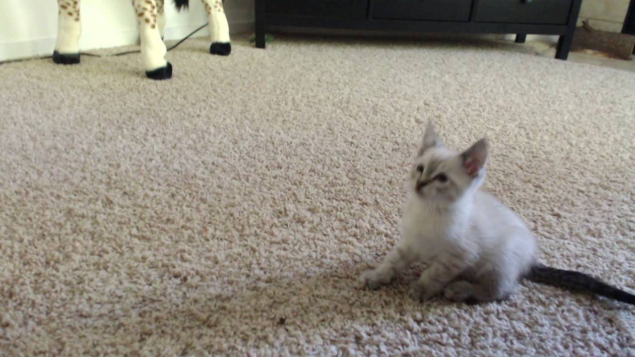 Blue point siamese manx mix 8 weeks old - YouTube