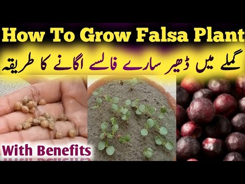 How To Grow Falsa Plant At Home Ghar Me Falsa Ugane Ka Tareeqa - YouTube