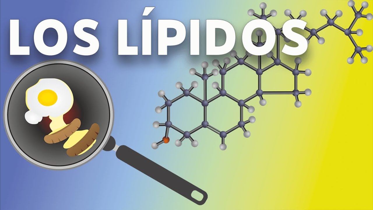 Los Lípidos. #videolección @cuadernodeciencias #bachillerato # ...