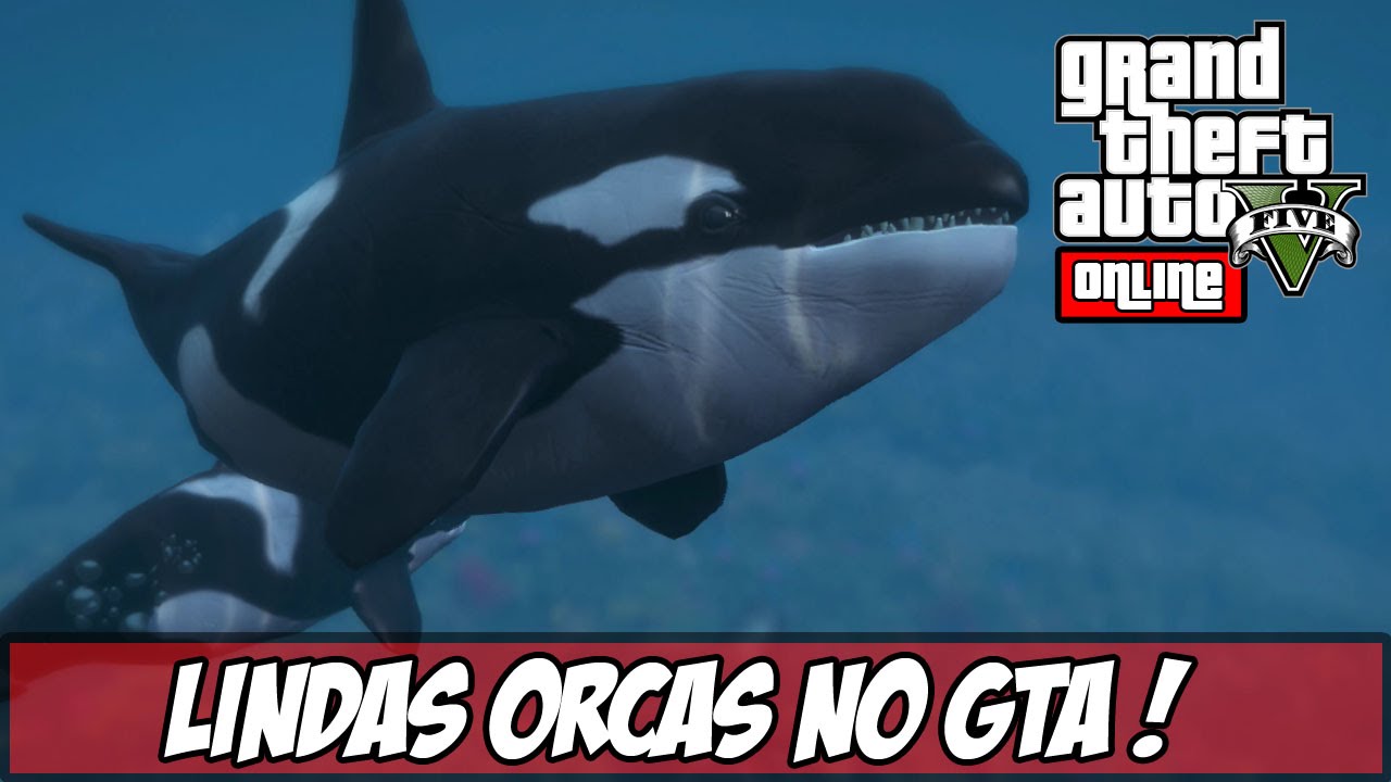 GTA V - Encontrei as Lindas ORCAS + Localização (Ps4) - YouTube